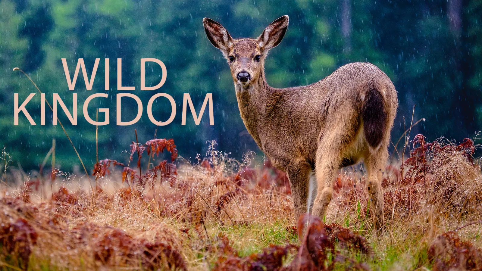 Kirjava luonto | Iltapulu.fi